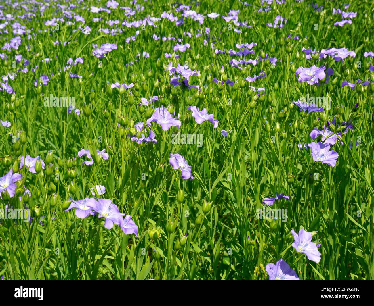 Blue flower blooming flax field Stock Photo - Alamy