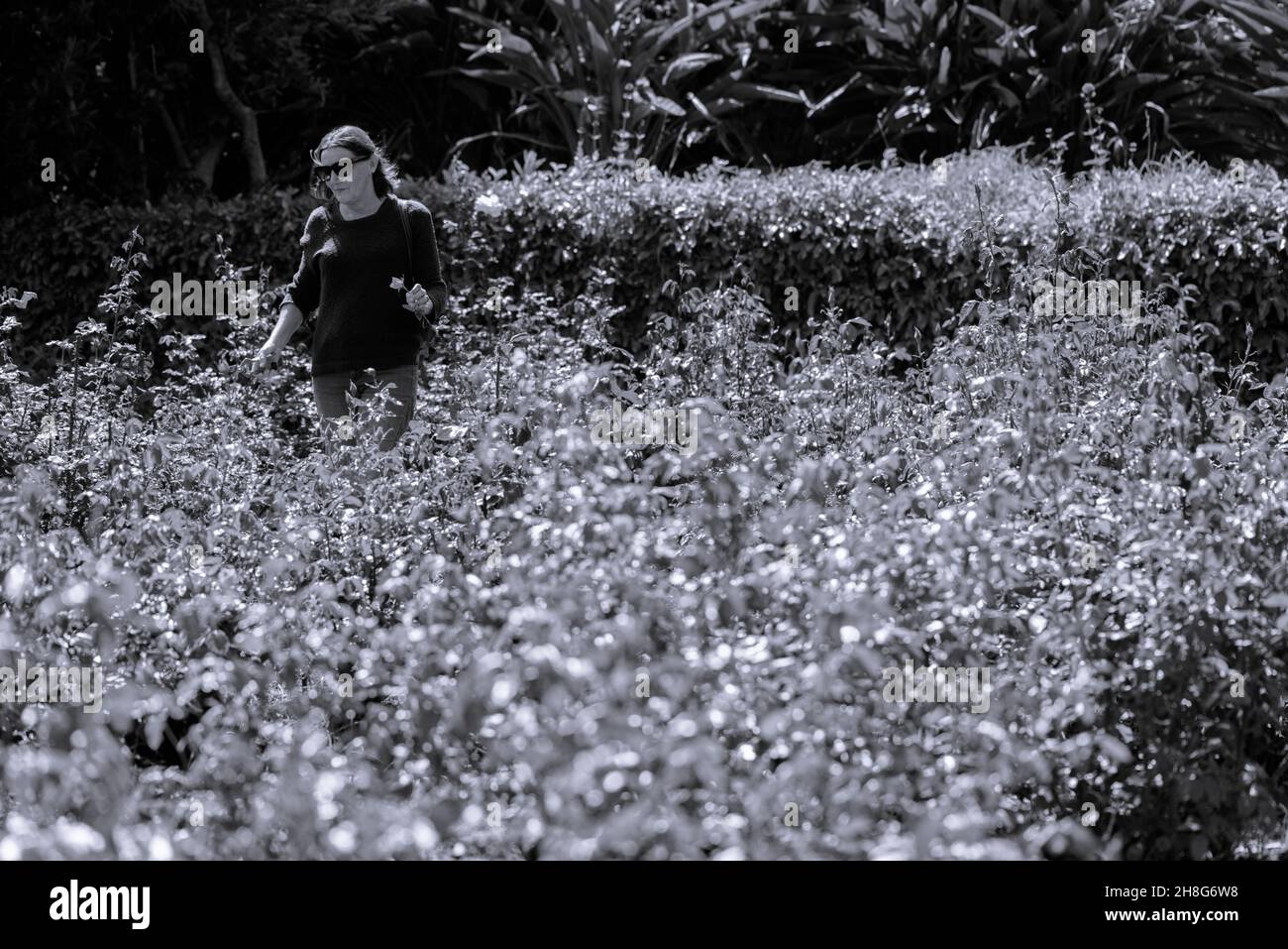 Picking your own roses at Cape Town's Chart Farm in the South African ...