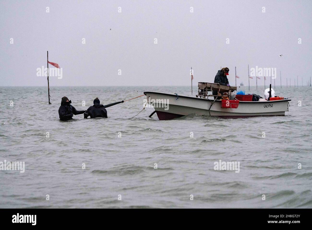 Delta del Po, Scardovari, Italy, November 26, 2021 - Fisherwomen and ...