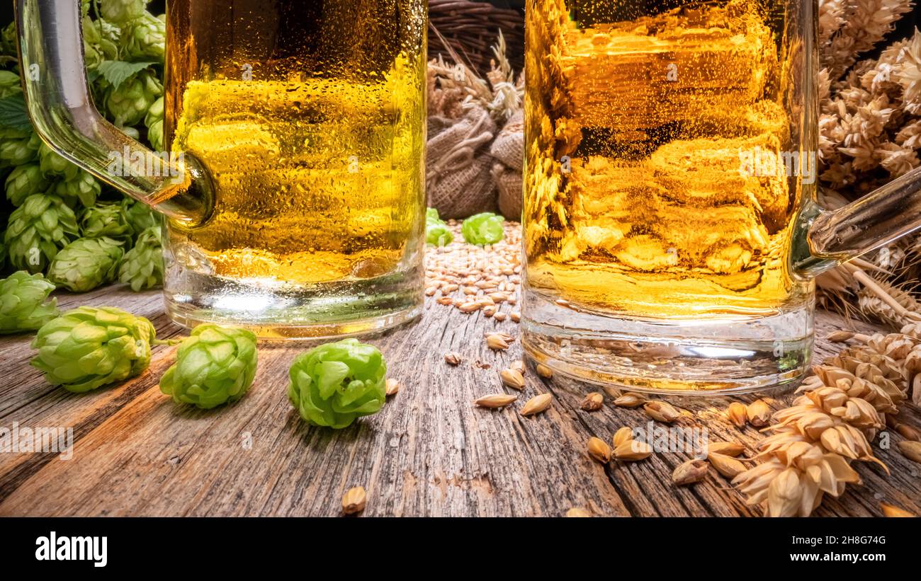 Closeup of two mugs of cold beer. Hop and malt as ingredients for beer ...