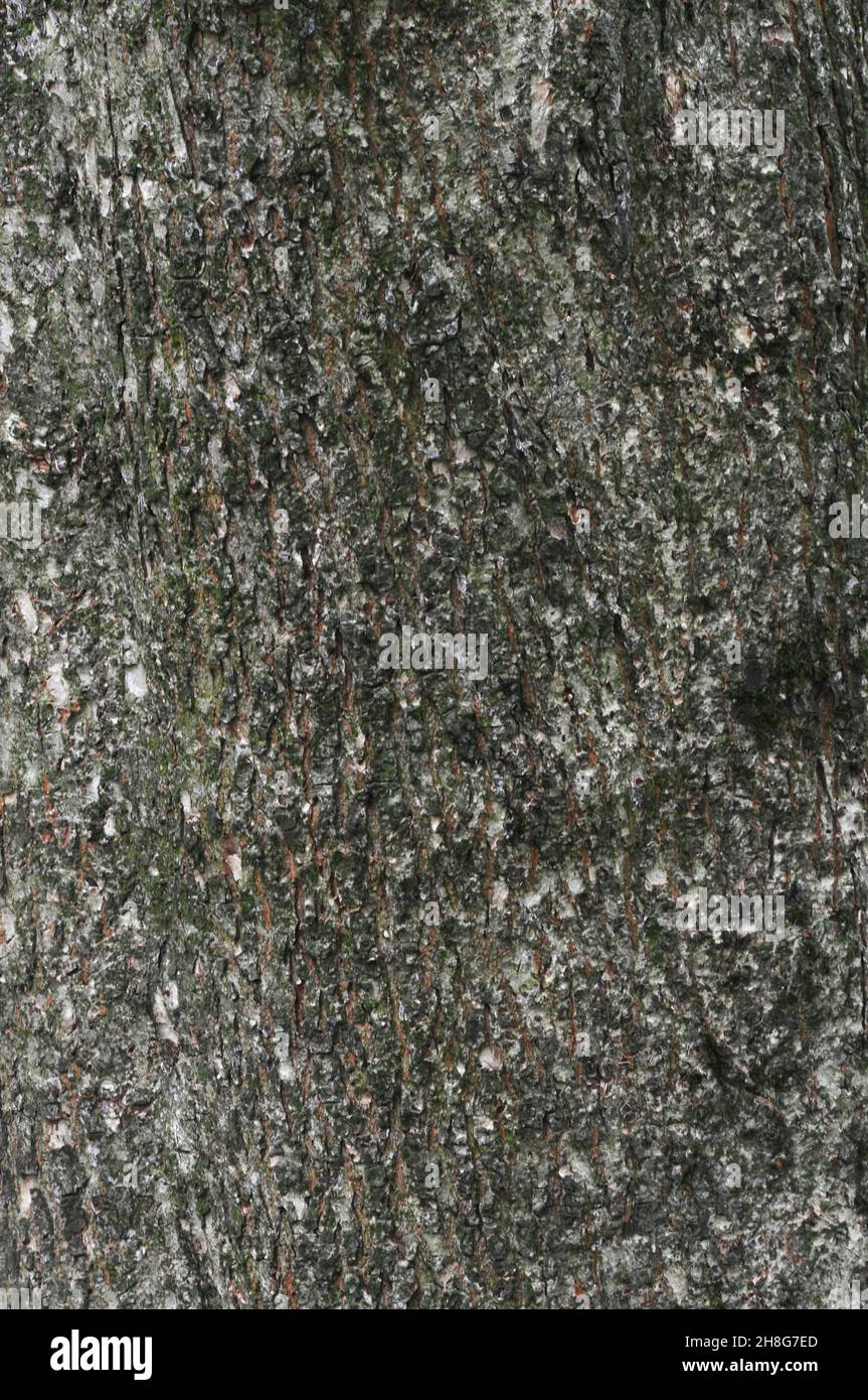 Portrait detail of field maple tree bark. Dorset, UK Stock Photo - Alamy