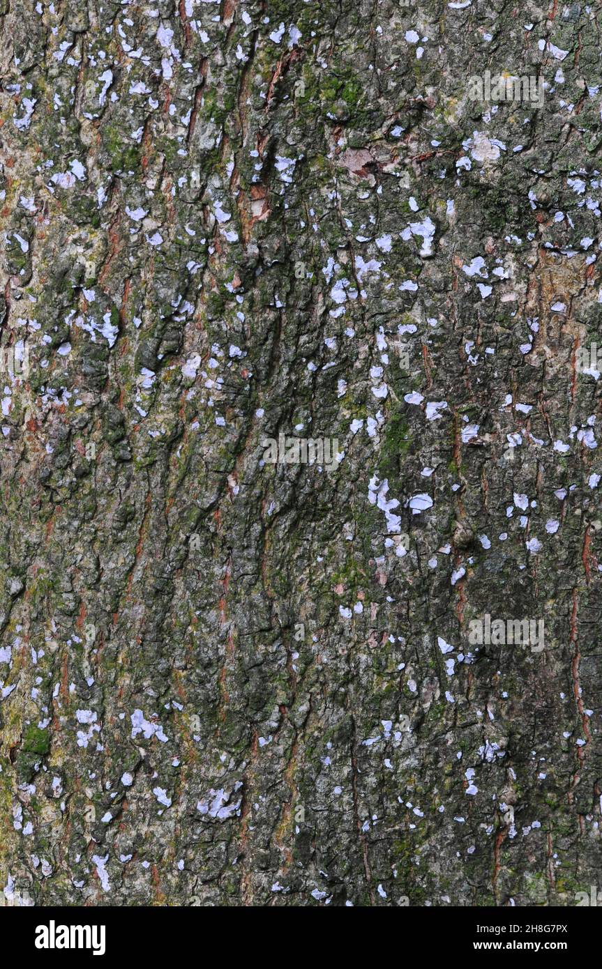 Field maple bark hi-res stock photography and images - Alamy