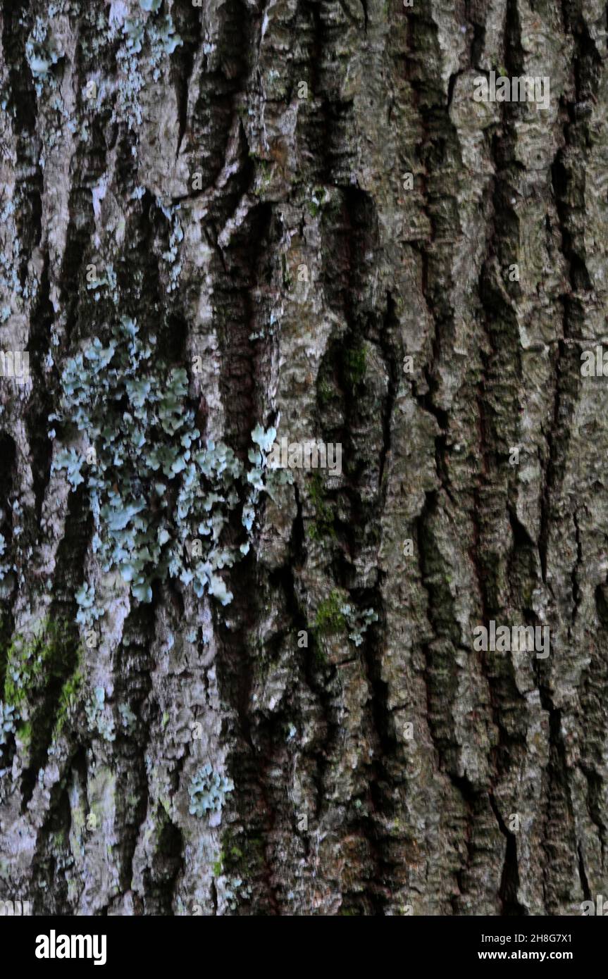 Sallow tree hi-res stock photography and images - Alamy
