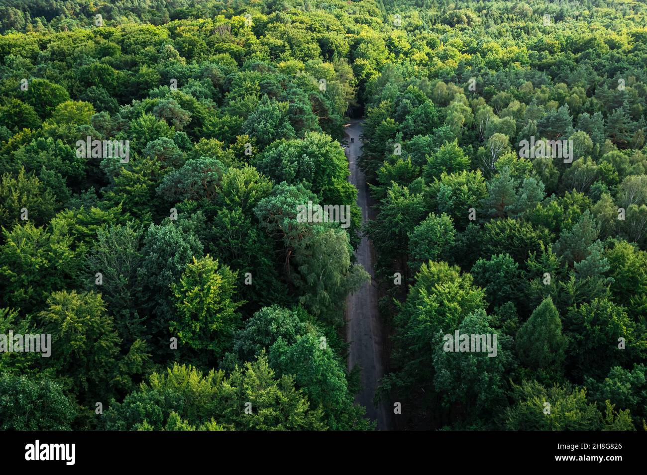 Aerial view of green forest. Summer rainforest in Poland, Europe Stock ...