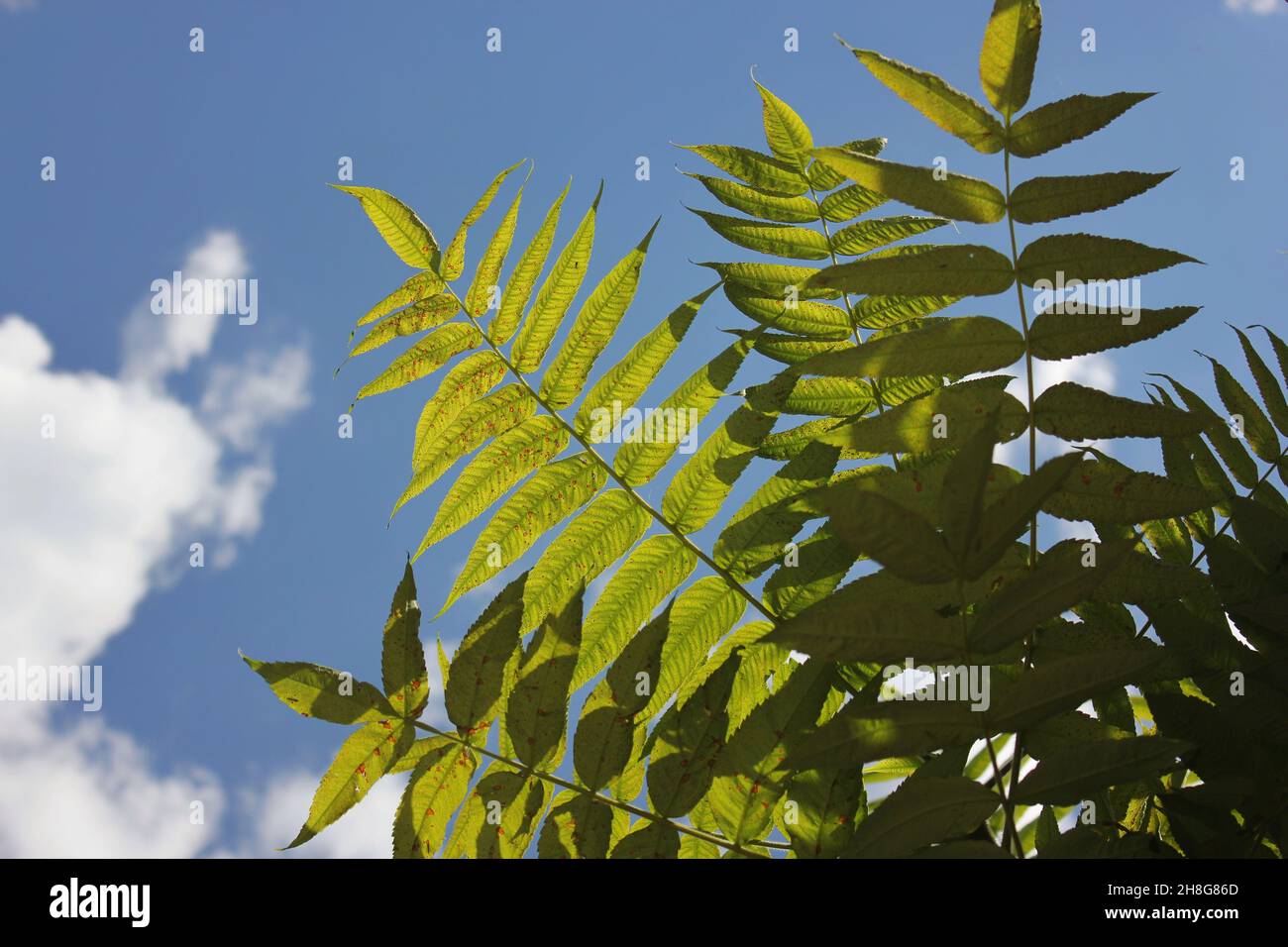 Summer green tree leaves against the bright summer sun Stock Photo - Alamy