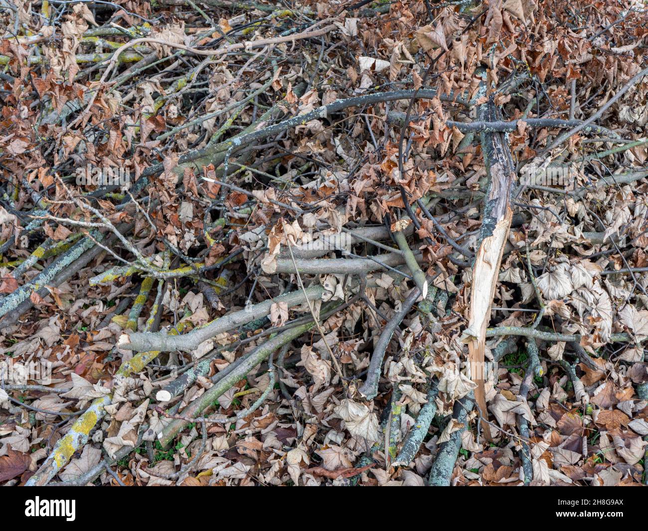 Tree hedge pruning waste hi-res stock photography and images - Alamy