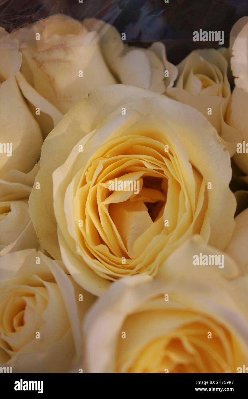 Beautiful bouquet of yellow roses and flowers in full bloom Stock Photo ...