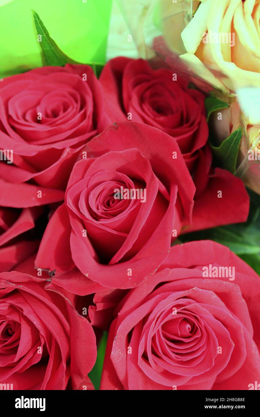 Beautiful bright red roses in full bloom Stock Photo - Alamy