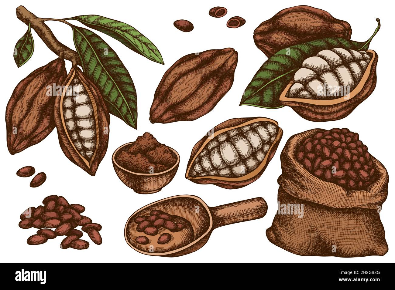 Vector set of hand drawn colored cocoa beans, cocoa Stock Vector Image ...