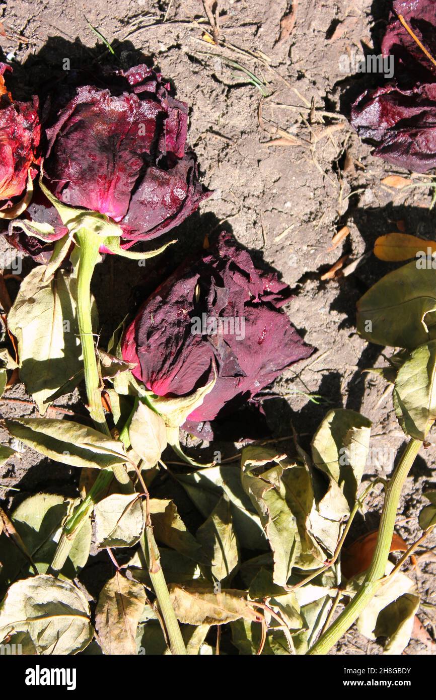 Beautiful old withered flowers signifying mourning, grief, and sadness ...