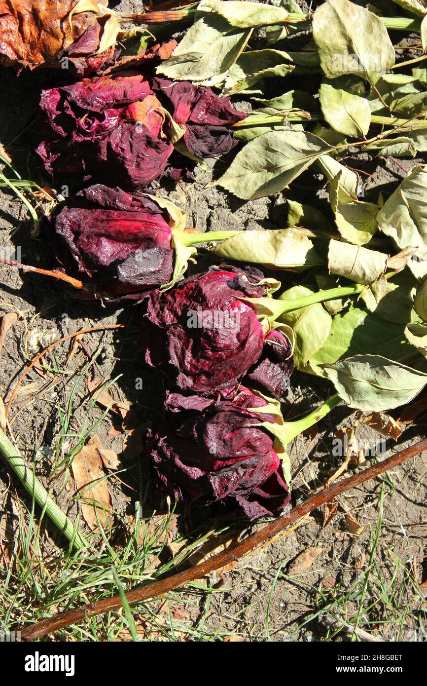 Beautiful old withered flowers signifying mourning, grief, and sadness ...