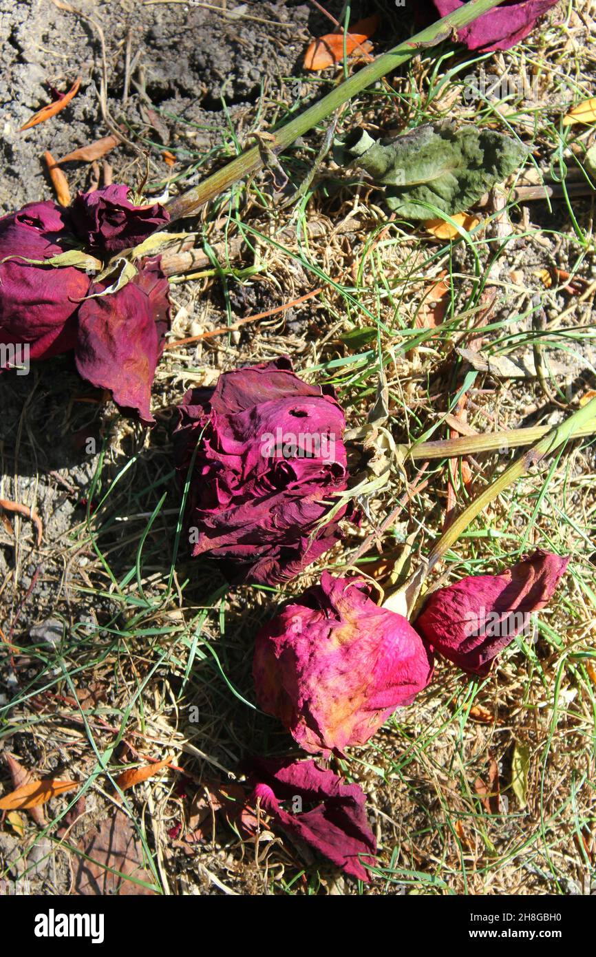 Beautiful old withered flowers signifying mourning, grief, and sadness ...