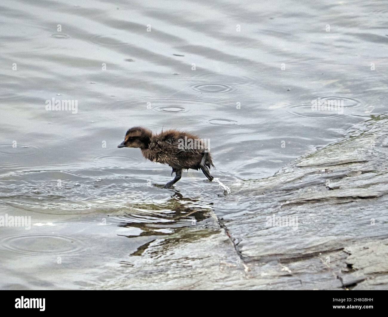single bedraggled duckling of Eider Duck, St. Cuthbert's duck or Cuddy ...