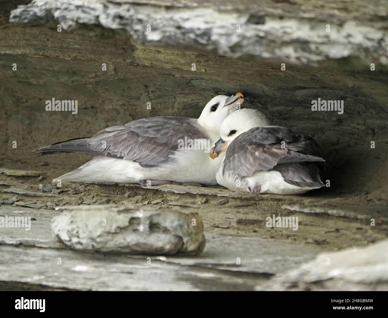 Two, 2 Northern Fulmars, aka fulmar, or Arctic fulmar (Fulmarus ...