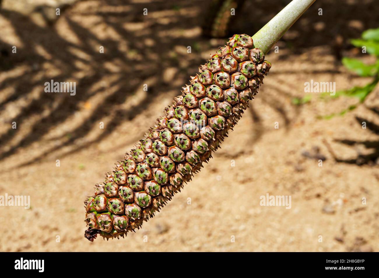 Seashore palm fruits (Allagoptera arenaria), Rio de Janeiro Stock Photo ...