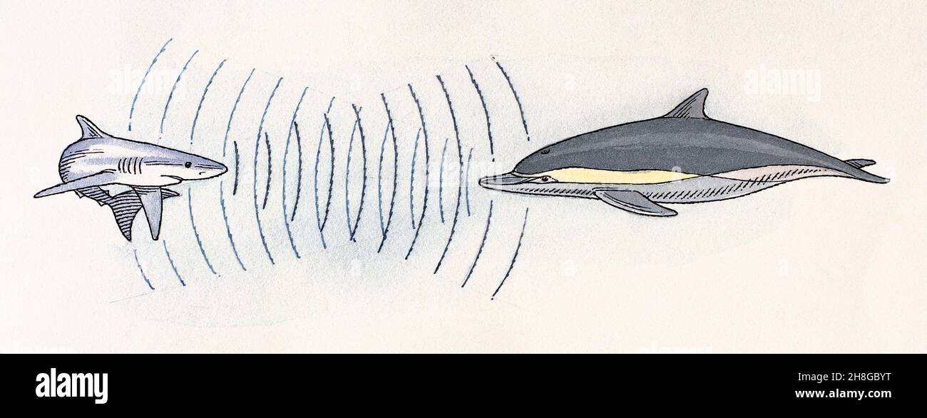 Echolocation dolphins hi-res stock photography and images - Alamy