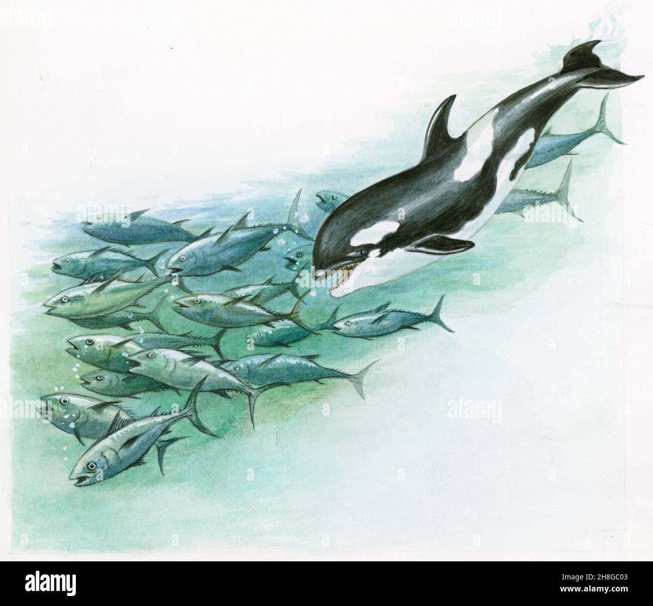 Whale food chain hi-res stock photography and images - Alamy