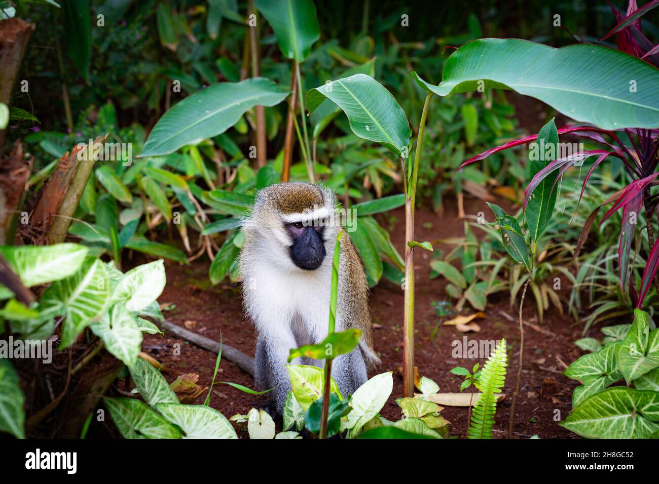 The green monkey, also known as the sabaeus monkey, is an Old World ...
