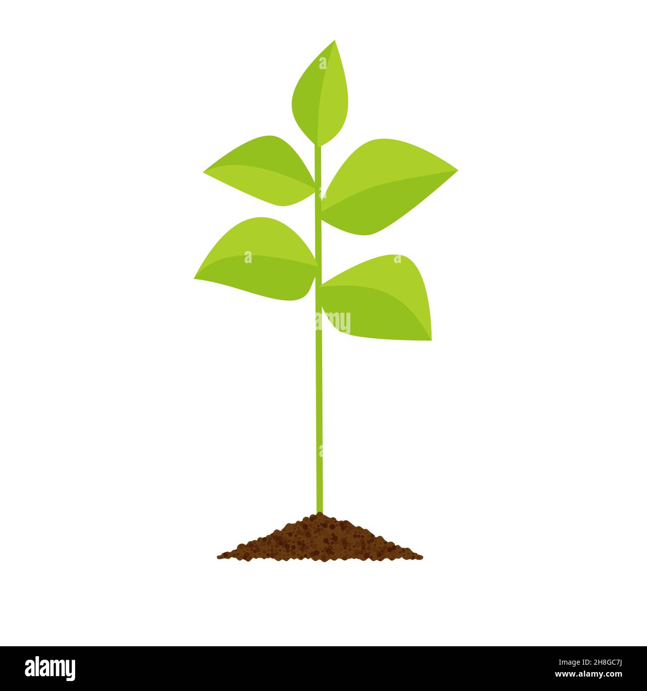 Sprout botanical vector illustration, isolated on a white background ...