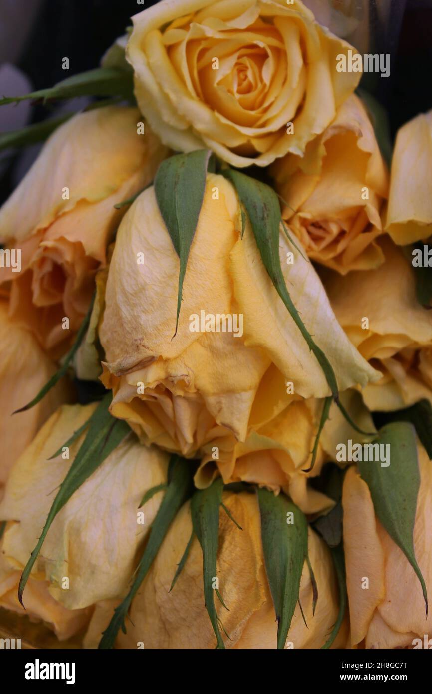 Sad withered old yellow roses and flowers in the bright summer sun ...