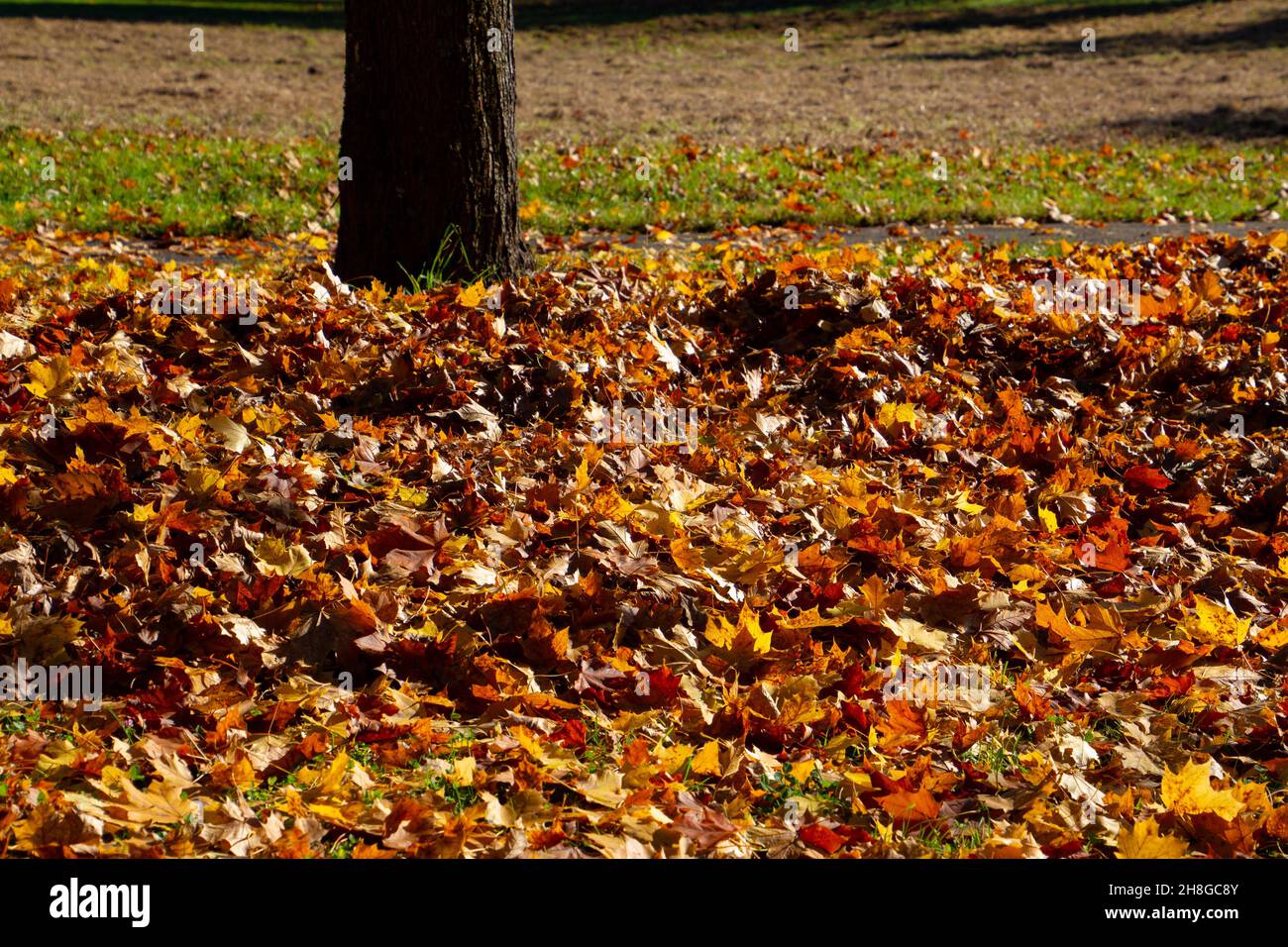 Autumn leaves under a tree Stock Photo - Alamy