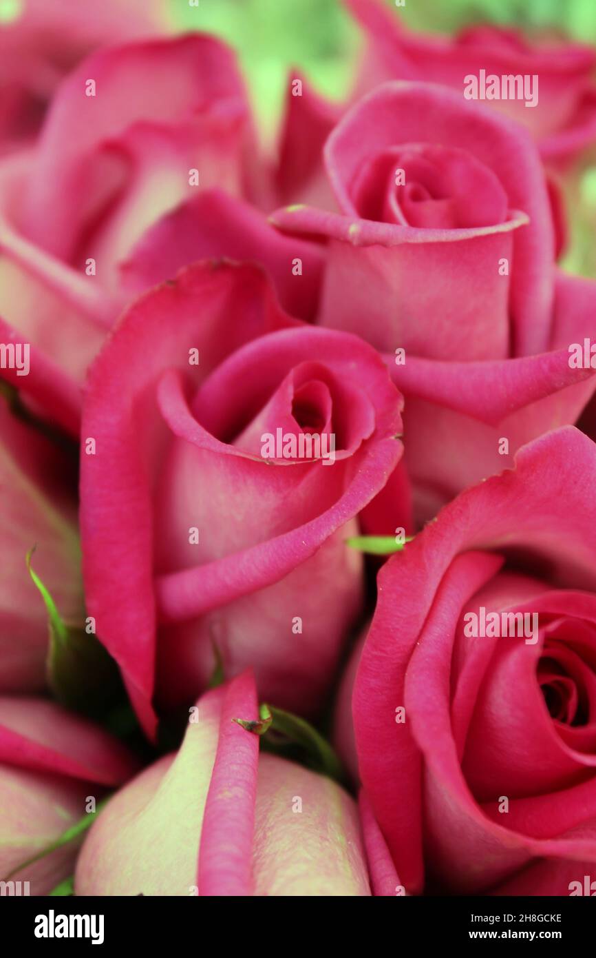 Beautiful bouquet of fresh pink roses in full bloom Stock Photo - Alamy