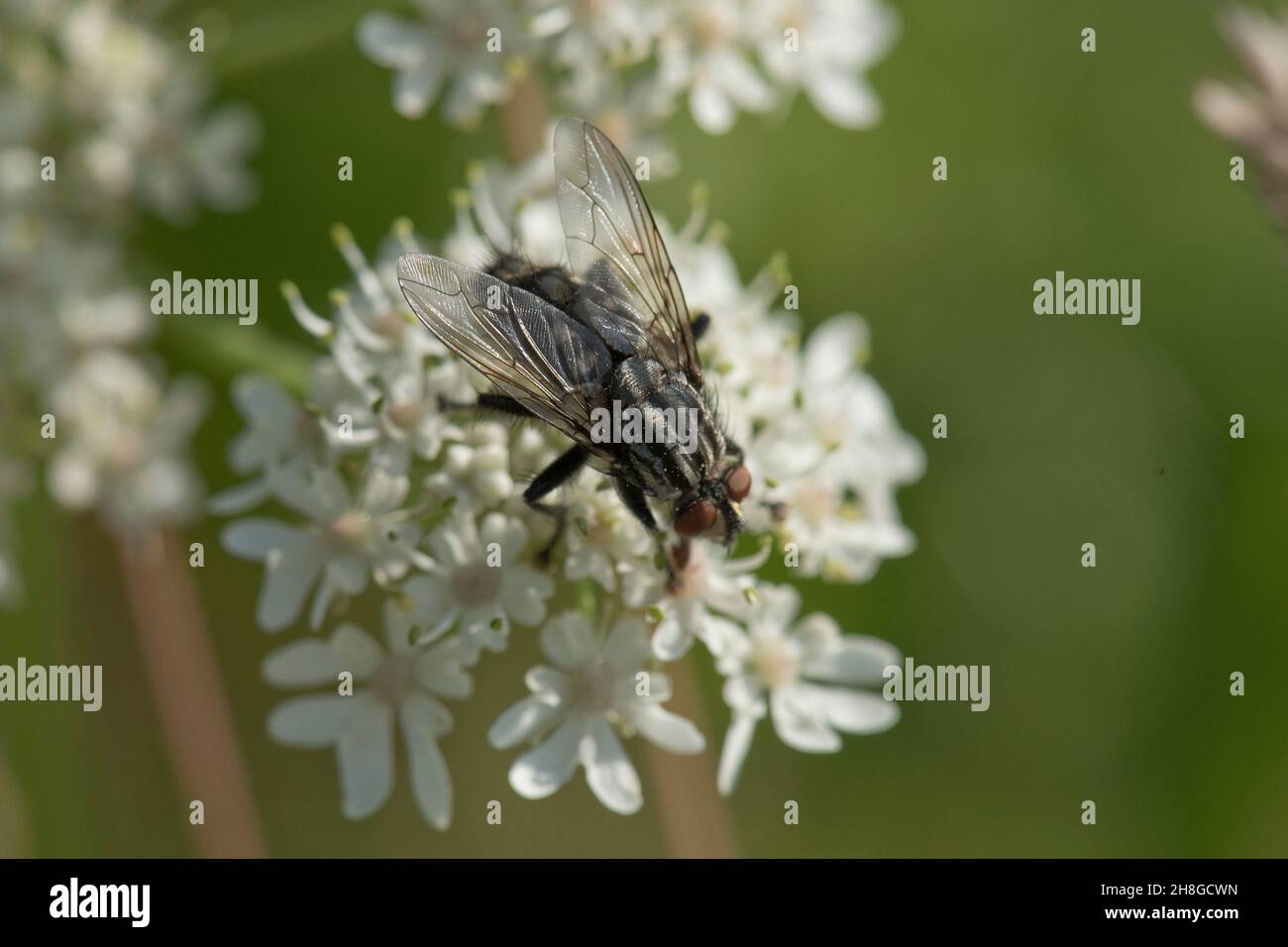 Stable fly or biting house fly (Stomoxys calcitrans) taking ...