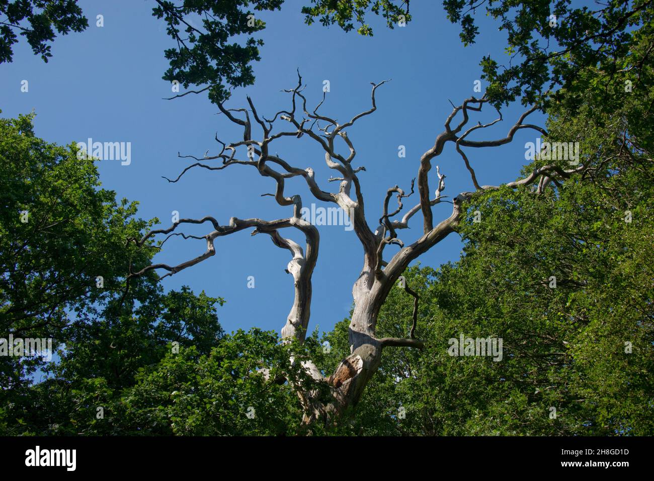 Standing dead oak tree, bleached structure set against a blue summer ...