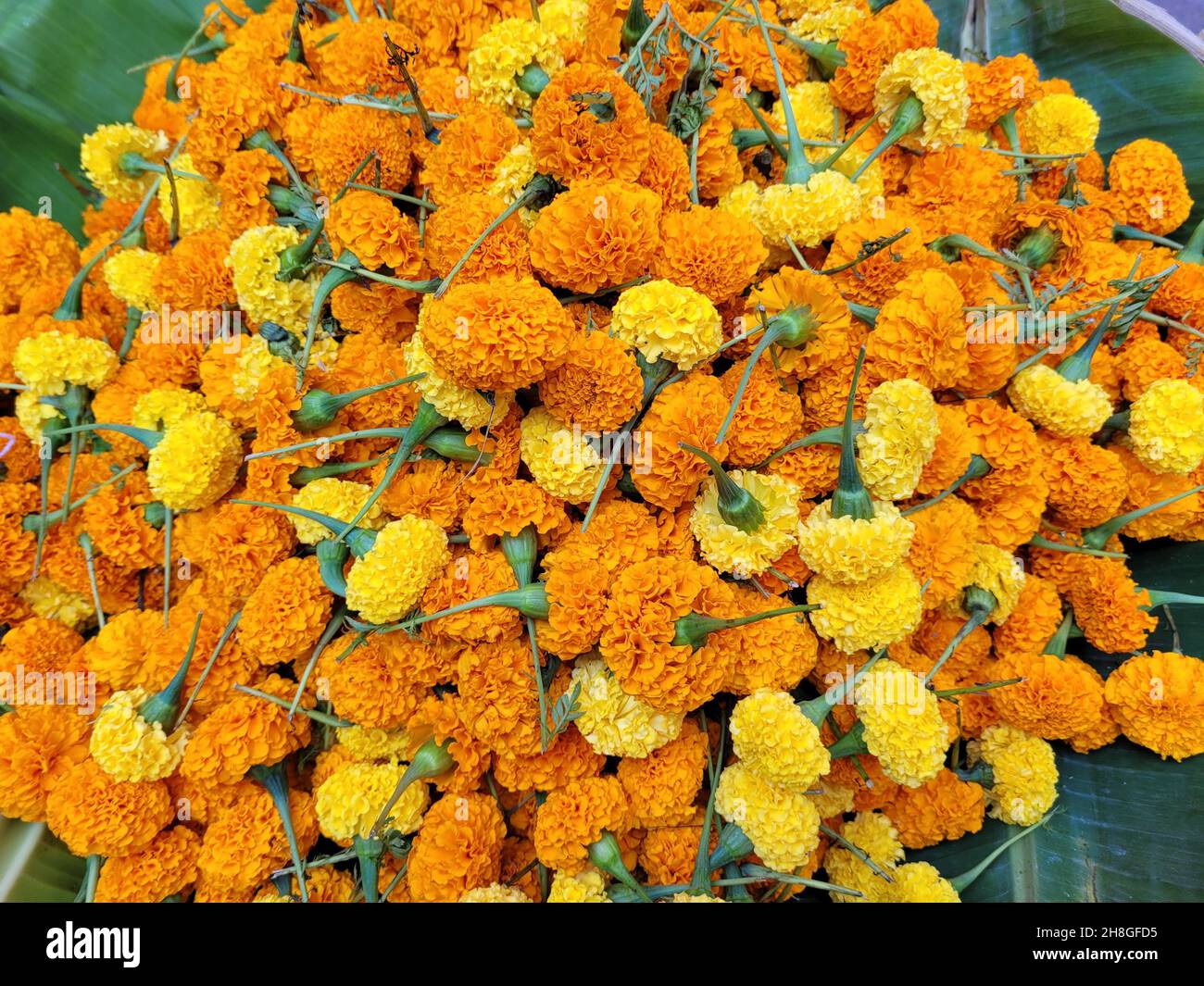 Marigold flowers for texture and background Stock Photo - Alamy