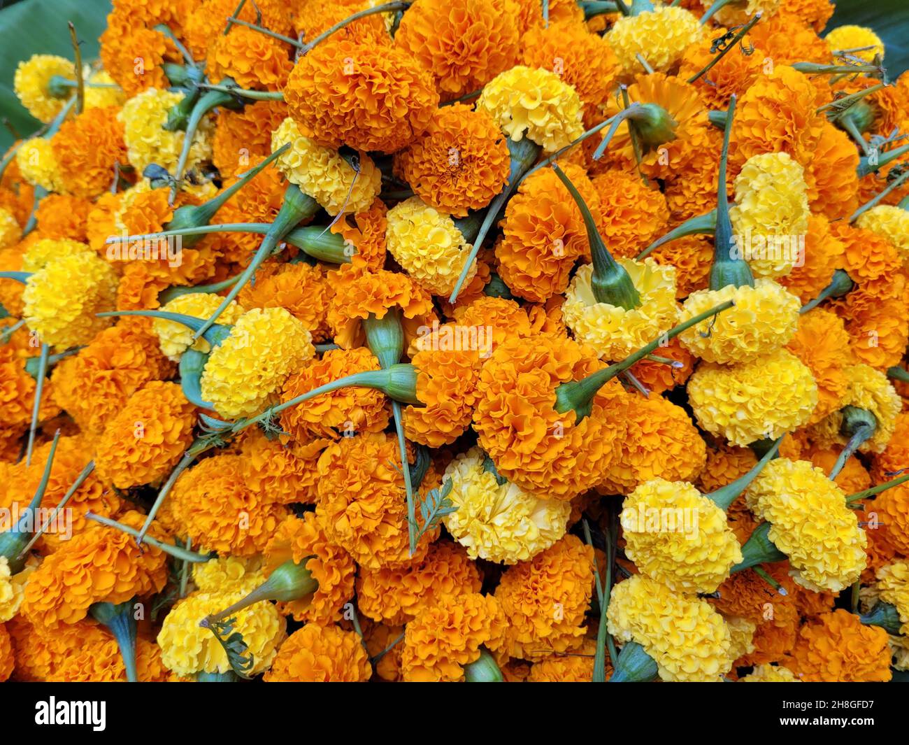 Marigold flowers for texture and background Stock Photo - Alamy