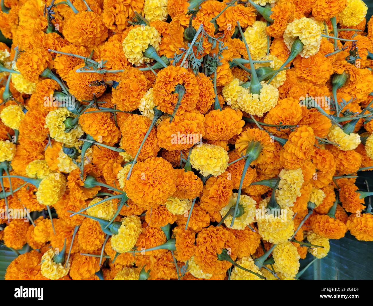 Marigold flowers for texture and background Stock Photo - Alamy