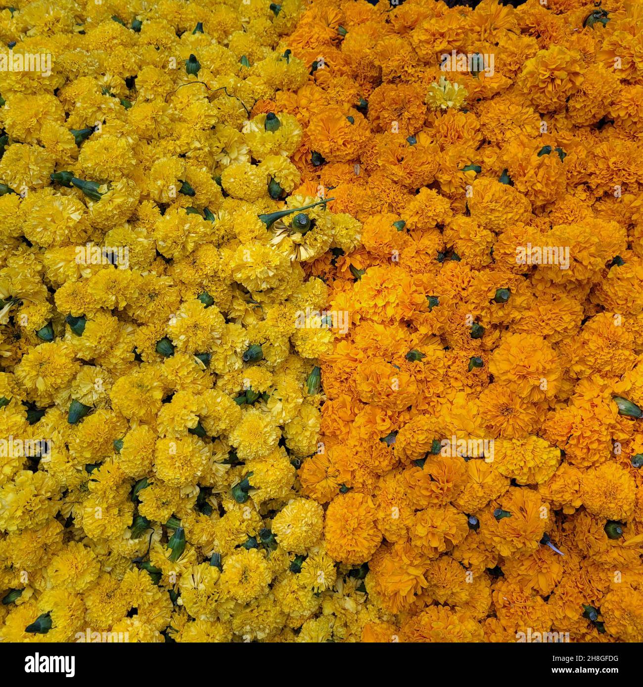 Marigold flowers for texture and background Stock Photo - Alamy