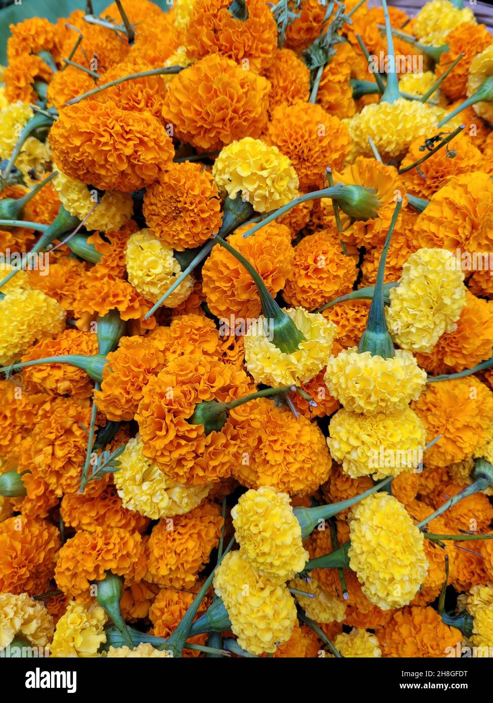 Marigold flowers for texture and background Stock Photo - Alamy