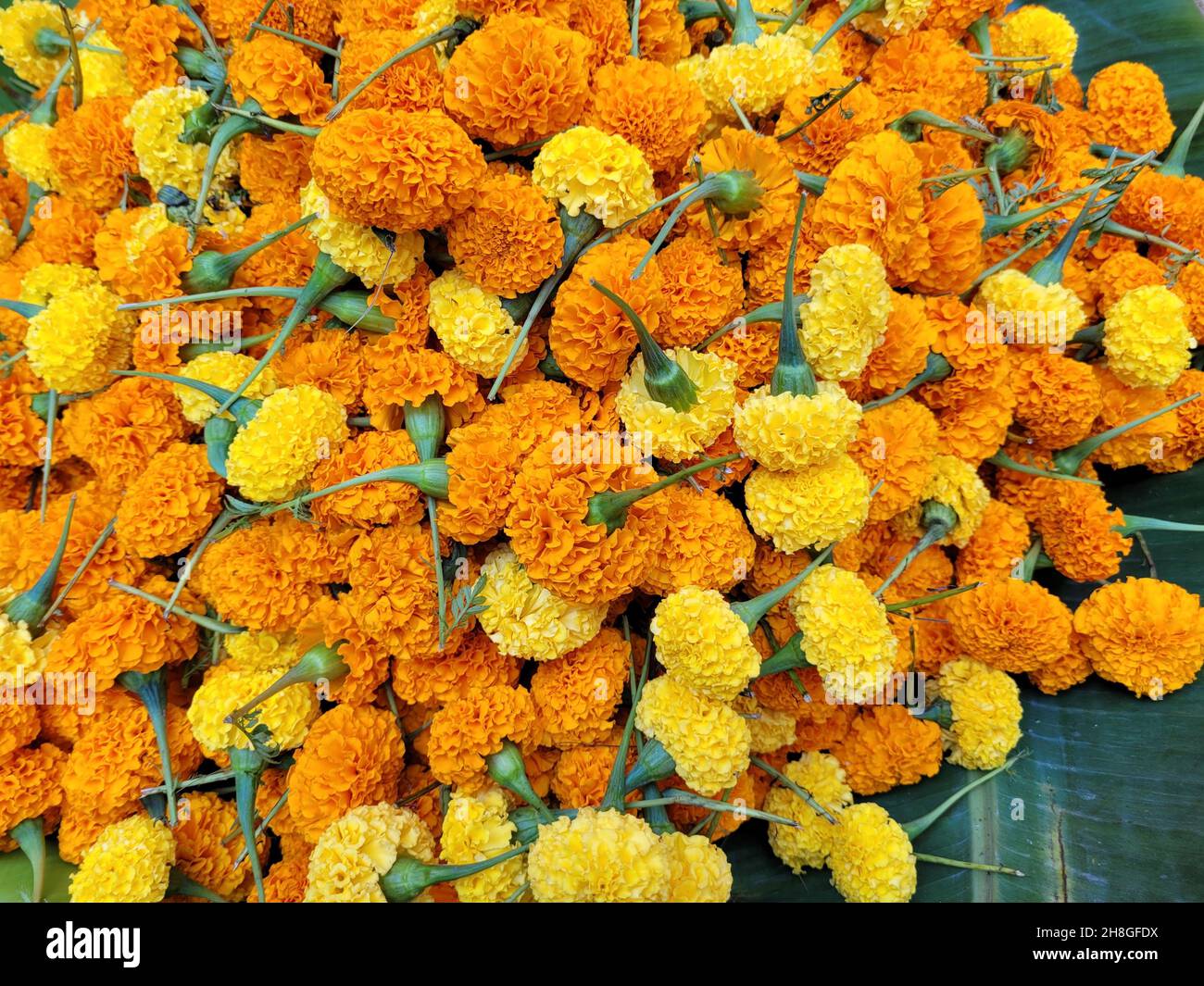 Marigold flowers for texture and background Stock Photo - Alamy