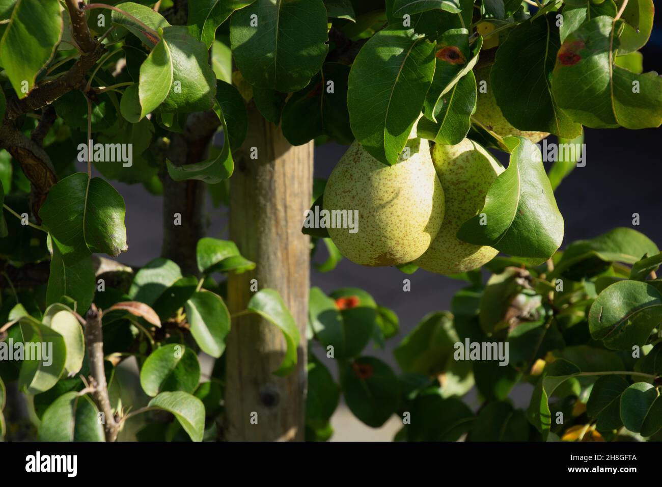 dwarf pear tree of the helene variety with ripe yellow fruits Stock ...