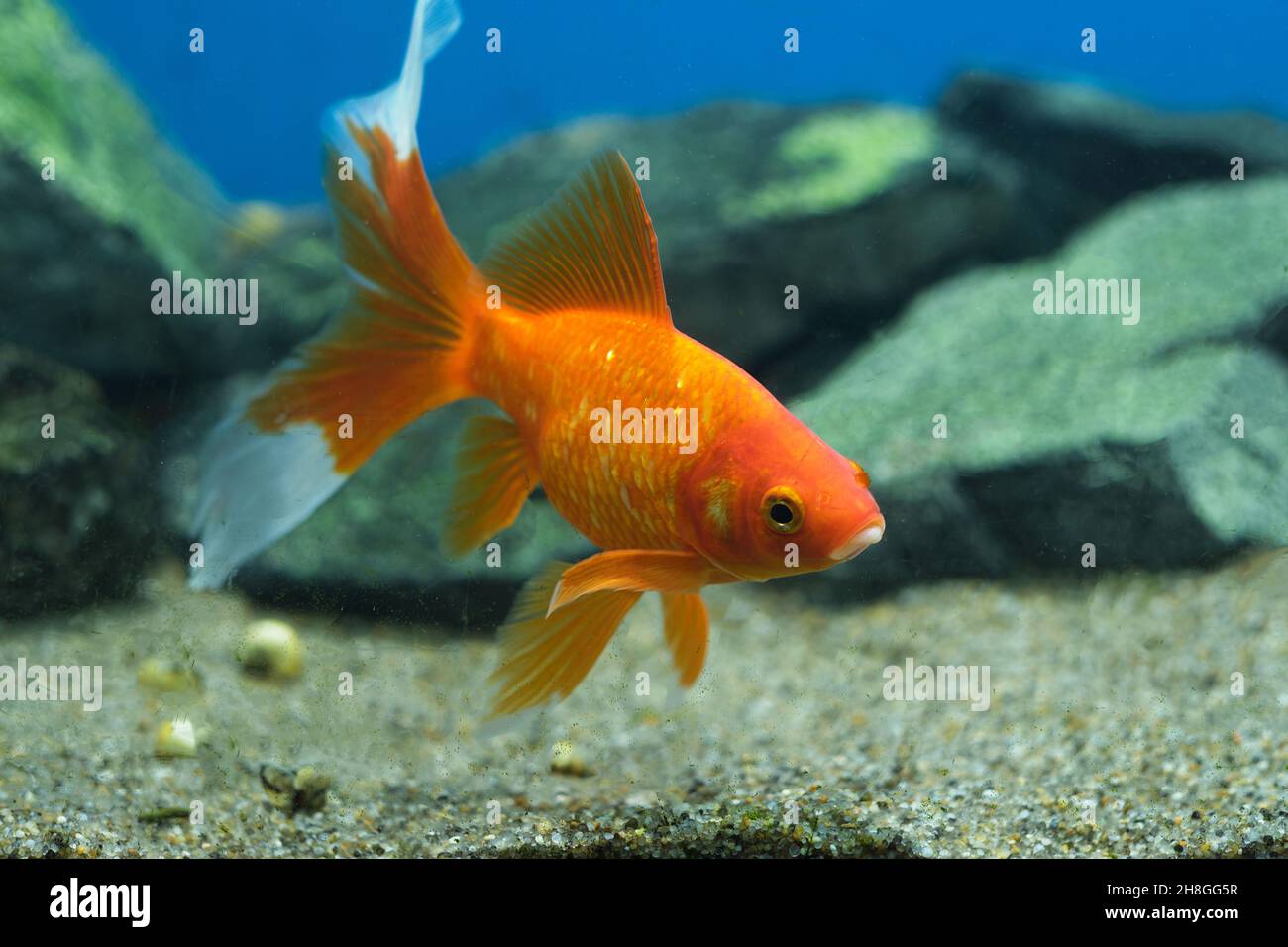 Ray finned goldfish carp family in an aquarium against background of ...
