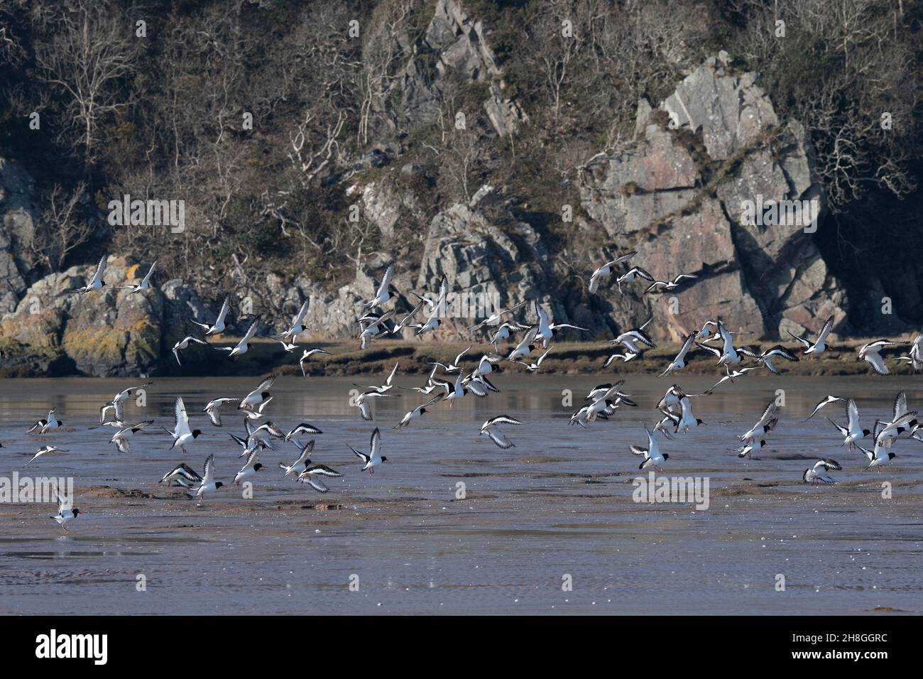 Oystercatcher (Haematopus ostralegus), in flight, Mersehea RSPB Reserve ...