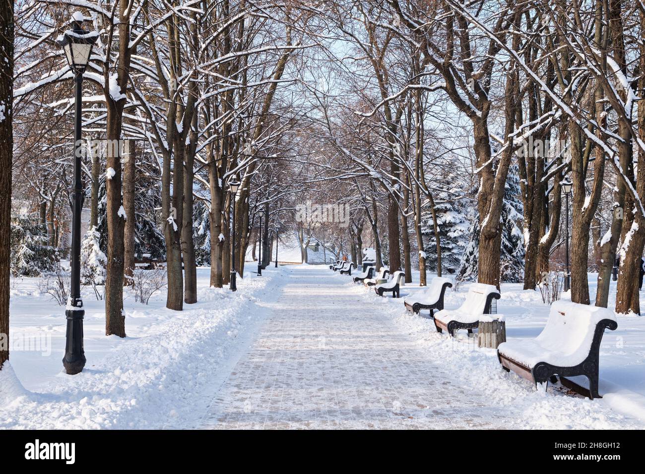 Frosty snow alley in the winter Park with benches. Trees covered with ...