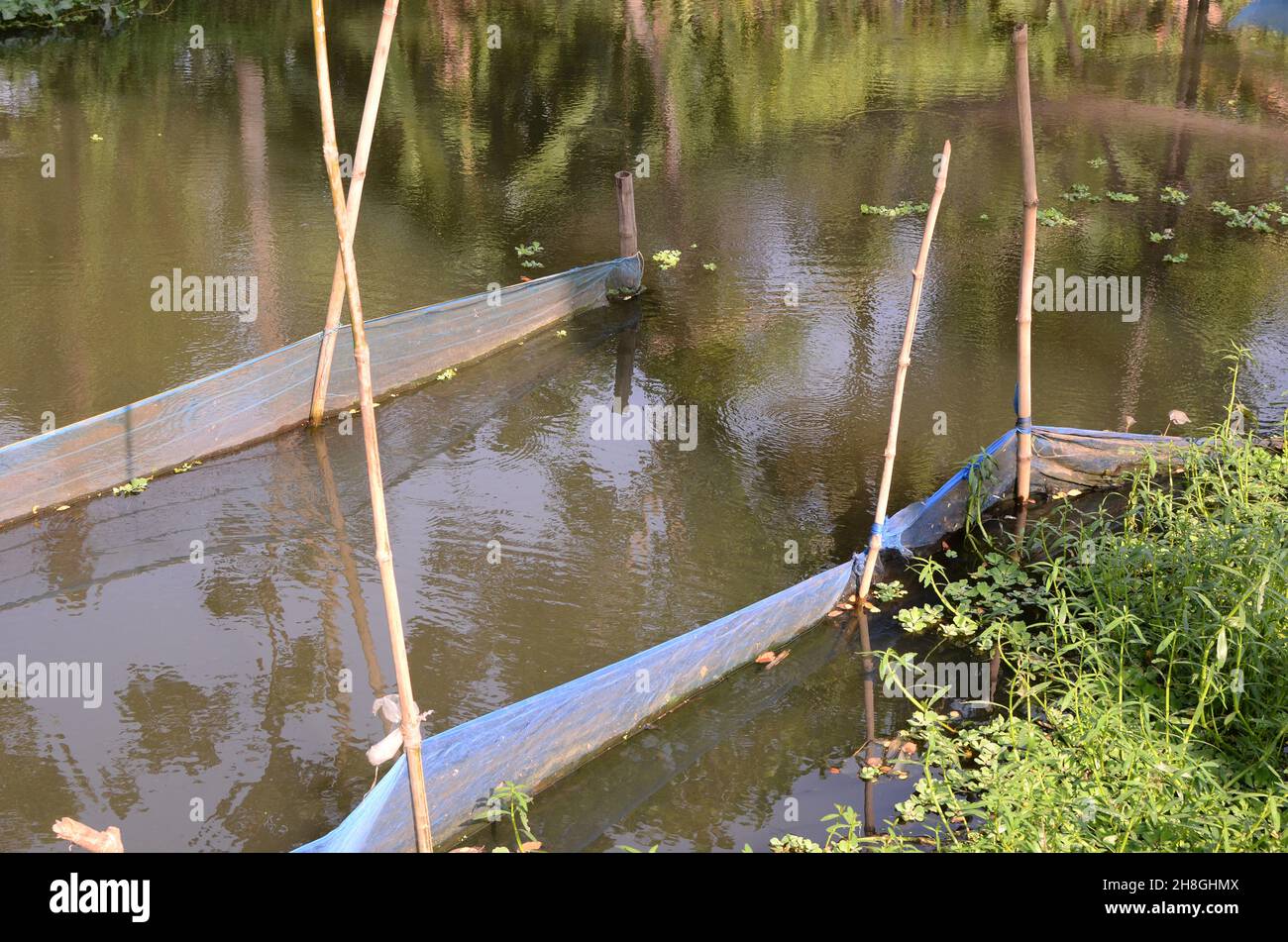 Beautiful villages of Bengal, water bodies, palm trees, date palms ...