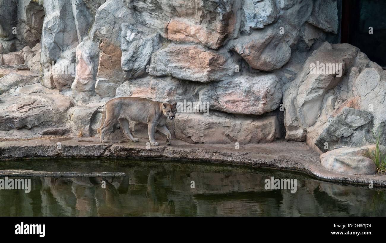 Puma in captivity at the zoo Stock Photo - Alamy