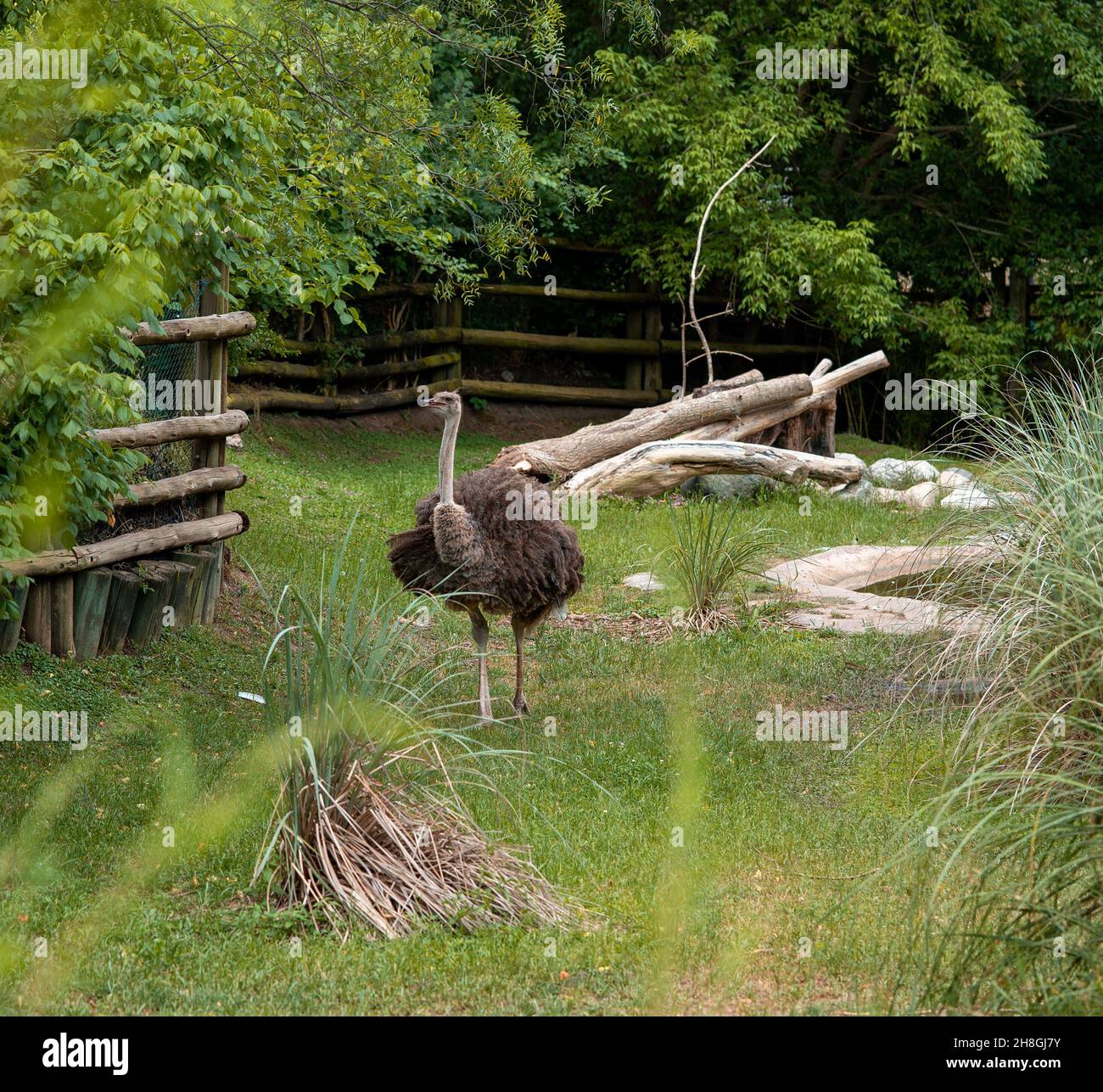 Ostrich in captivity full of vegetation in its environment Stock Photo ...