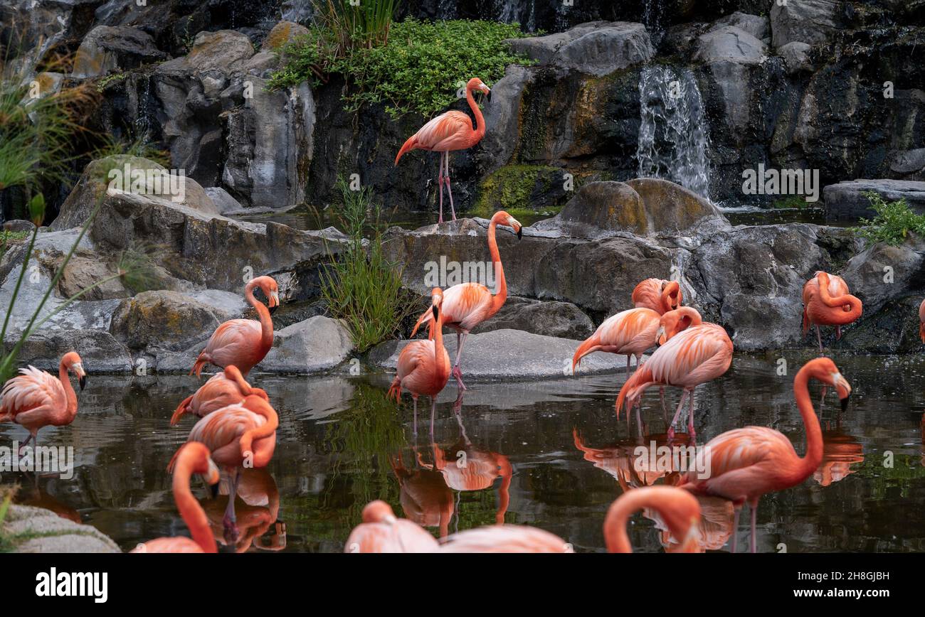 Phoenicopterus ruber in captivity Stock Photo - Alamy