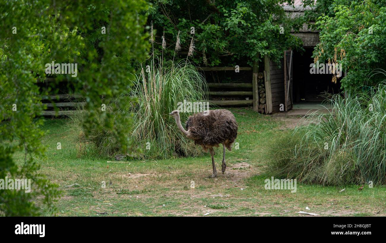 Ostrich in captivity full of vegetation in its environment Stock Photo ...