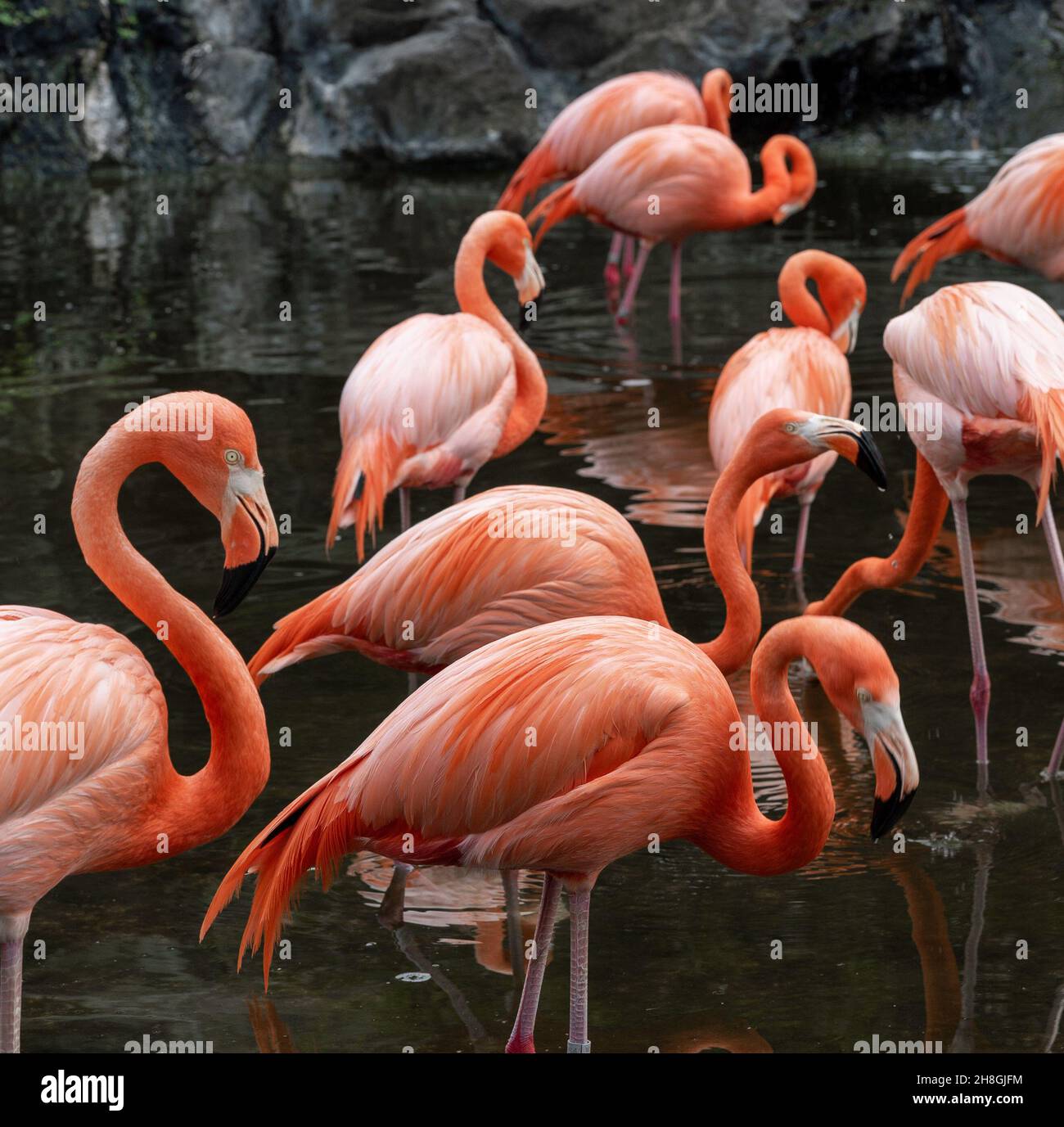 Phoenicopterus ruber in captivity Stock Photo - Alamy