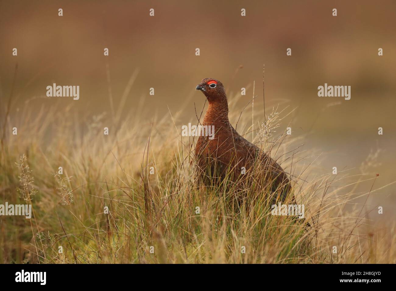 Predators include many raptor species hi-res stock photography and ...