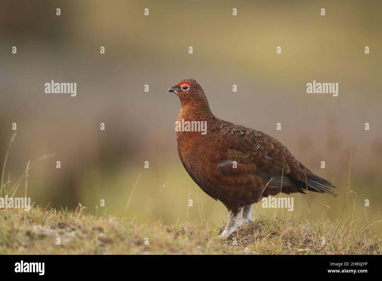Nests in moors hi-res stock photography and images - Alamy