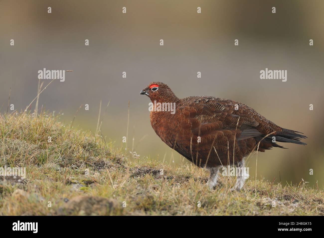 Nests on the ground on moors hi-res stock photography and images - Alamy