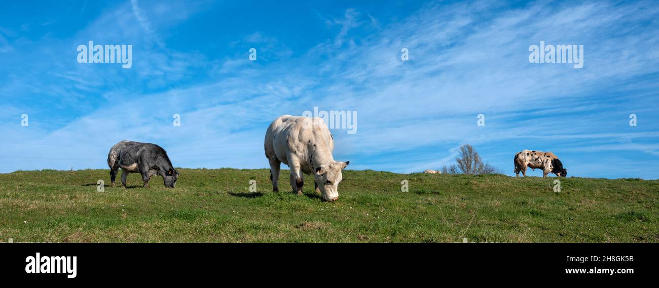 Belgian blue bull hi-res stock photography and images - Alamy