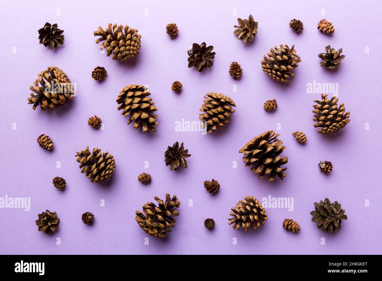 pine cones on colored table. natural holiday background with pinecones ...