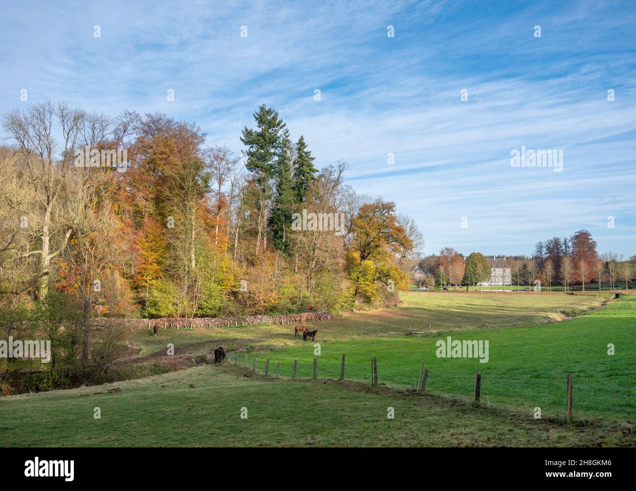Belgian ardennes forest hi-res stock photography and images - Alamy